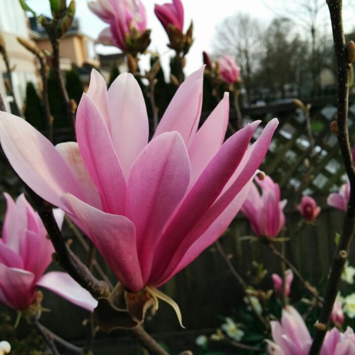 Magnolije | Rasadnik Mihalek