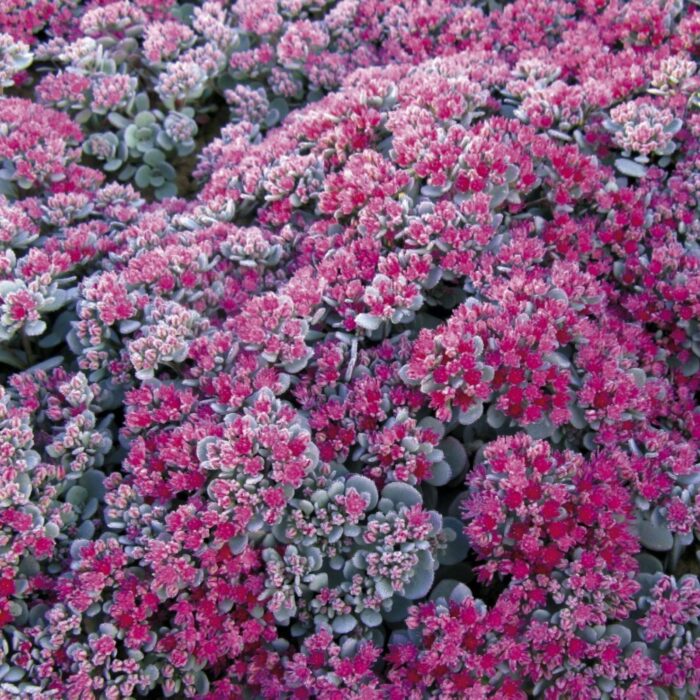 Sedum spathulifolium "Purpureum" | Rasadnik Mihalek