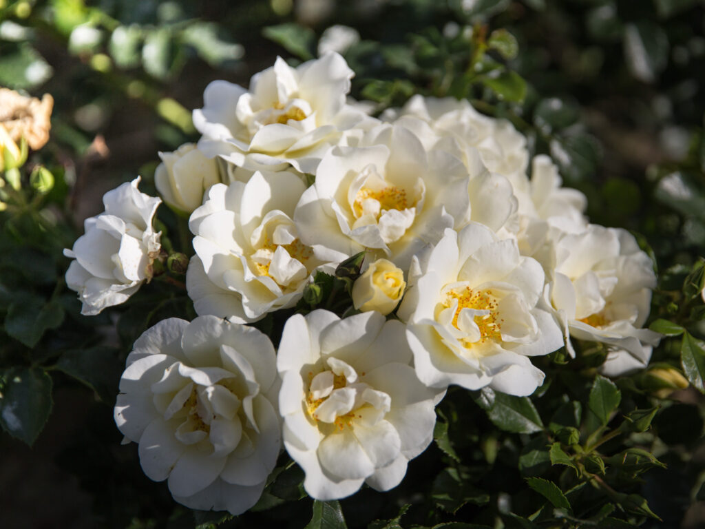 White "Jam" - mini bela | Rasadnik Mihalek