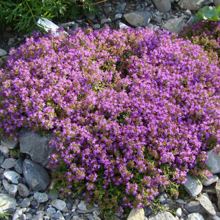 Thymus vulgaris | Rasadnik Mihalek