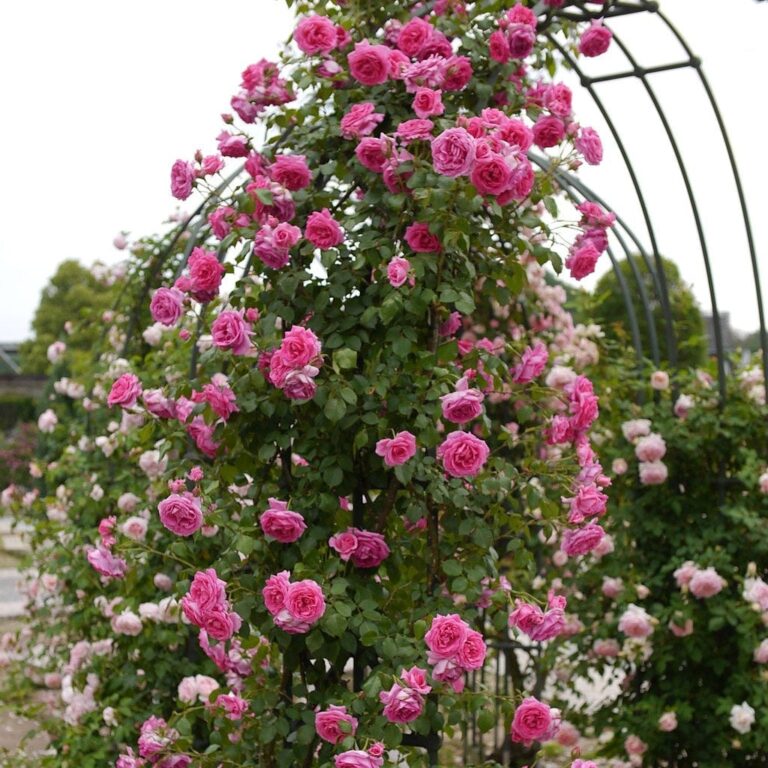 Visterija roze - wisteria floribunda "Rosea" | Rasadnik Mihalek