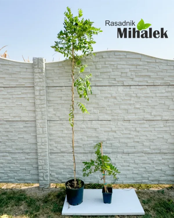 Visterija - wisteria sinensis | Rasadnik Mihalek