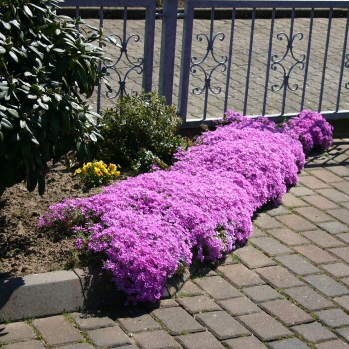 Flox subulata "Atropurpurea" | Rasadnik Mihalek