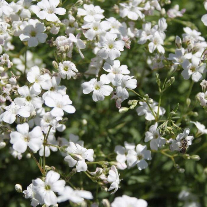 Gipsofila repens roze | Rasadnik Mihalek