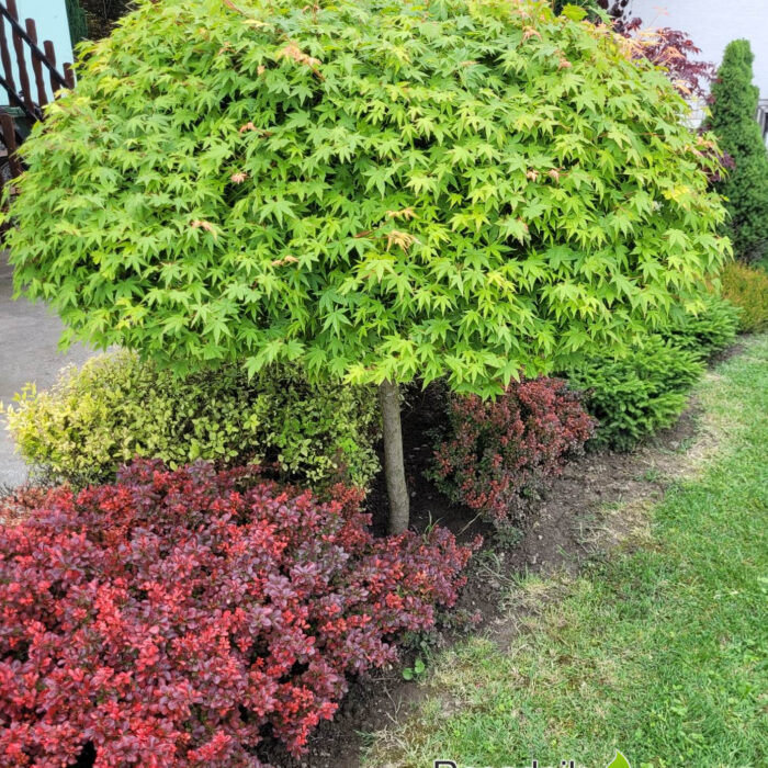 AKCIJA - prodaja sadnica | Rasadnik Mihalek