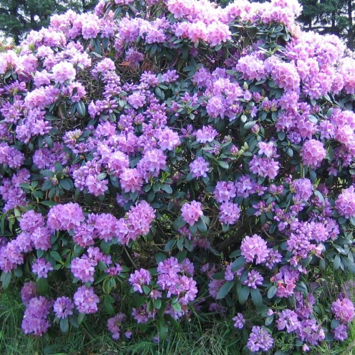 Rododendroni i azaleje | Rasadnik Mihalek
