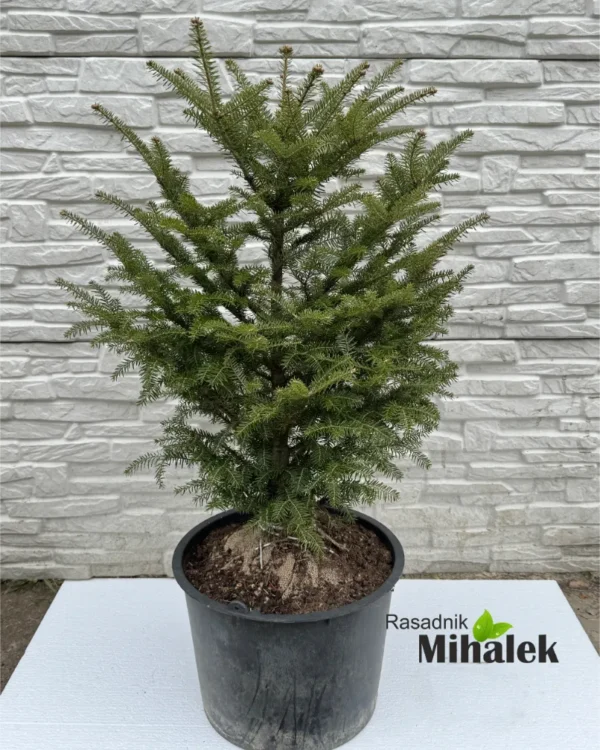 Abies pinsapo - španska jela | Rasadnik Mihalek