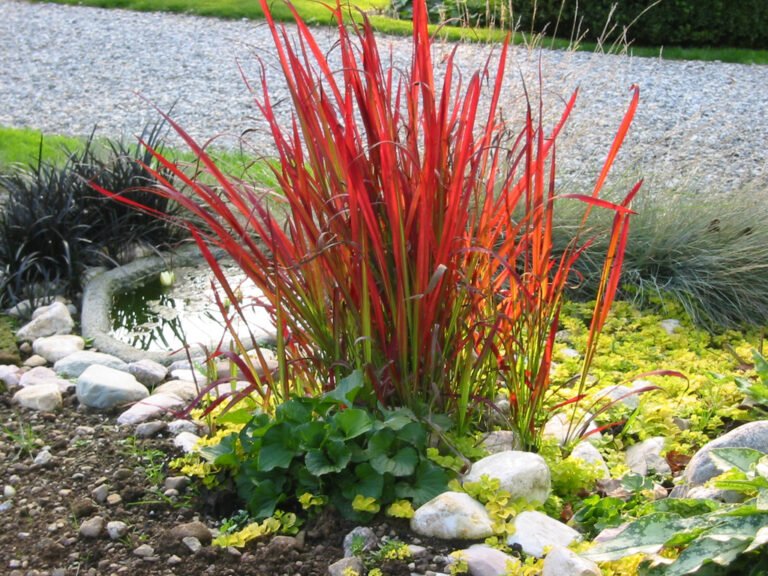 Imperata cilindrica red baron-Rasadnik Mihalek