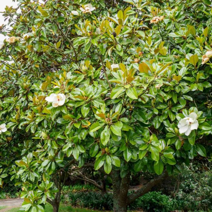 Magnolije | Rasadnik Mihalek