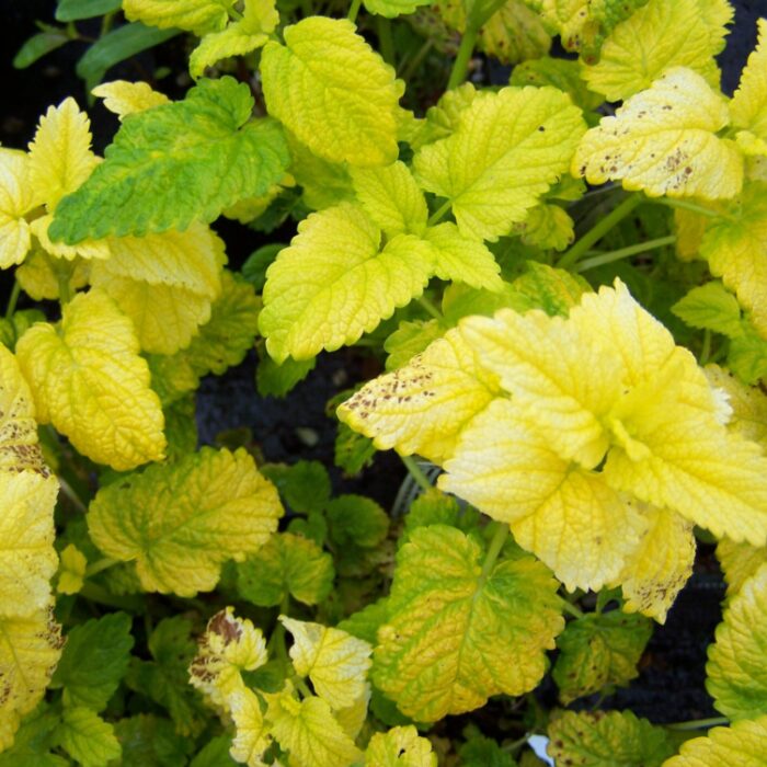 Melissa officinalis - limun trava | Rasadnik Mihalek