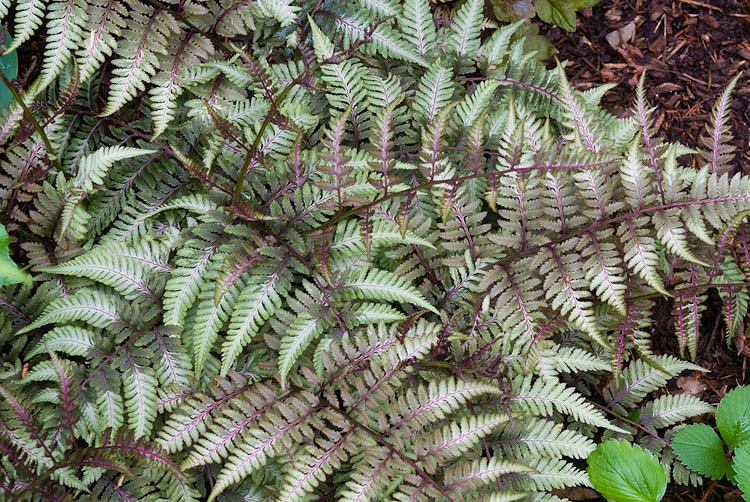 Paprat - Athyrium niponicum var. pictum | Rasadnik Mihalek