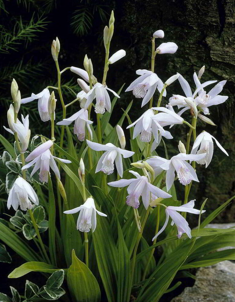 Bletilla striata white | Rasadnik Mihalek