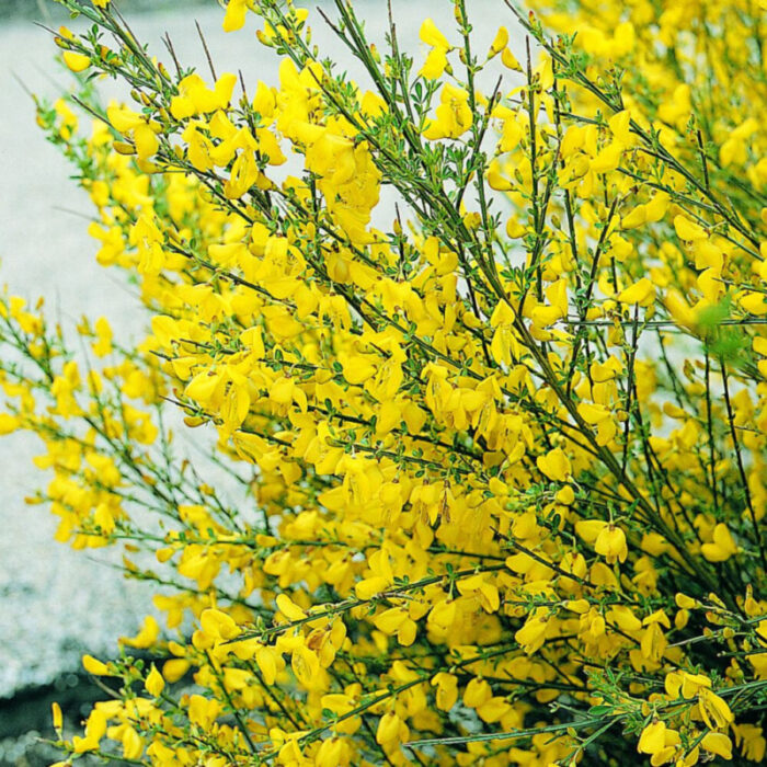 Cytisus "Zeelandia" | Rasadnik Mihalek