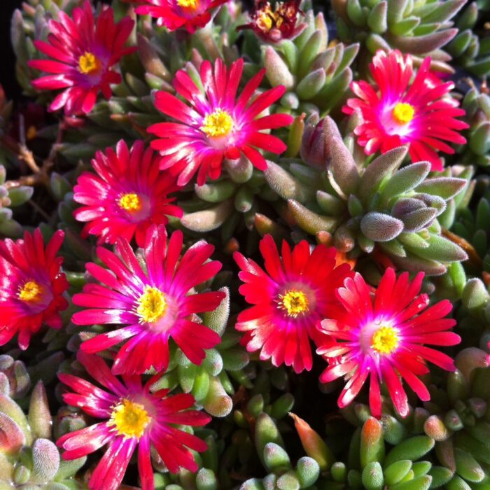 Delosperma "Jewel of Desert Opal" | Rasadnik Mihalek