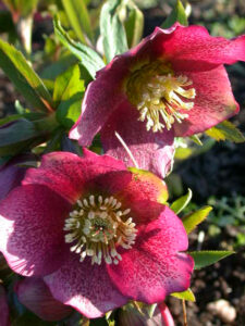 Helleborus "Red Spotted"- kukurek | Rasadnik Mihalek