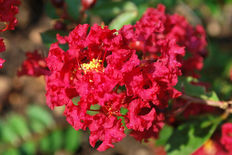 Lagerstroemia "Petite Red" | Rasadnik Mihalek
