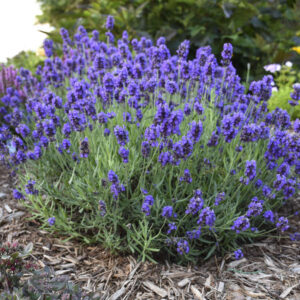 Lavanda hidcote blue - mini | Rasadnik Mihalek