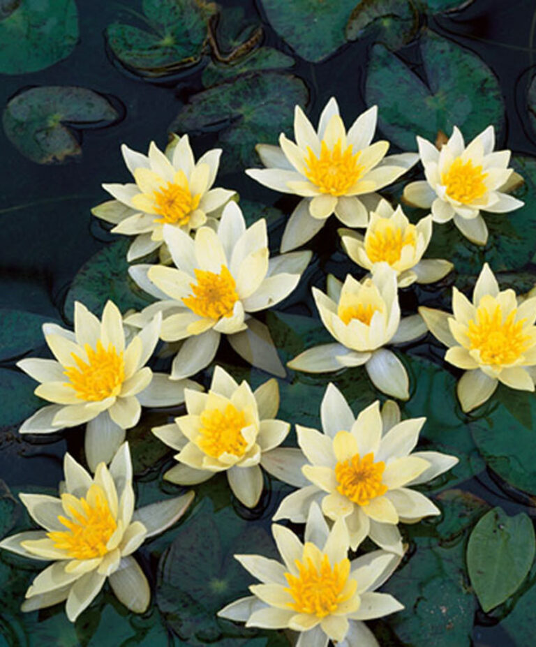 Lokvanj mini žuti - nymphaea "Pygmaea Helvola" | Rasadnik Mihalek