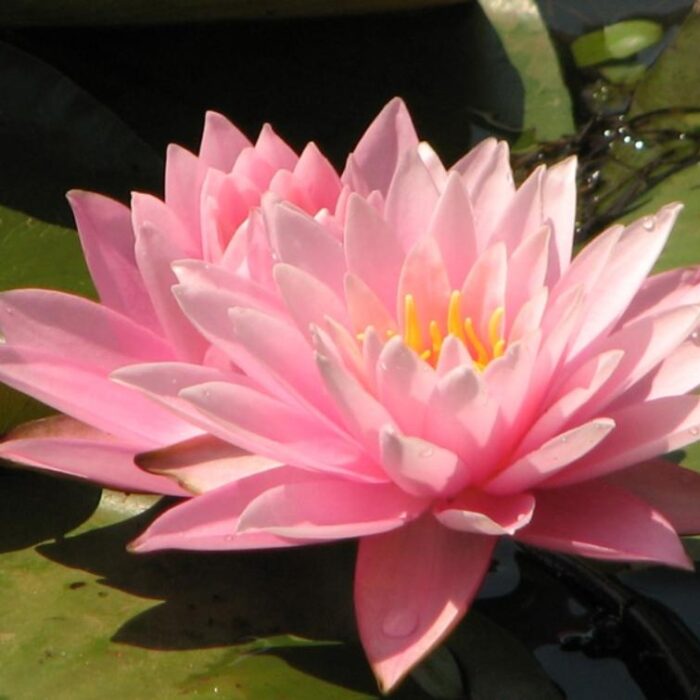 Lokvanji | Rasadnik Mihalek