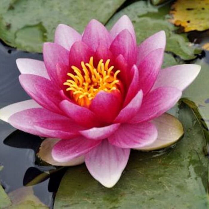 Lokvanji | Rasadnik Mihalek