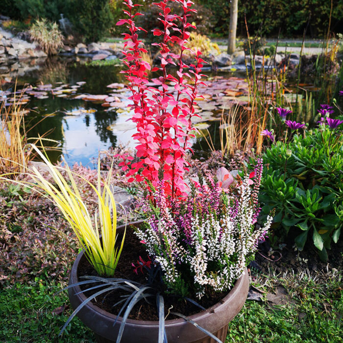 AKCIJA - prodaja sadnica | Rasadnik Mihalek