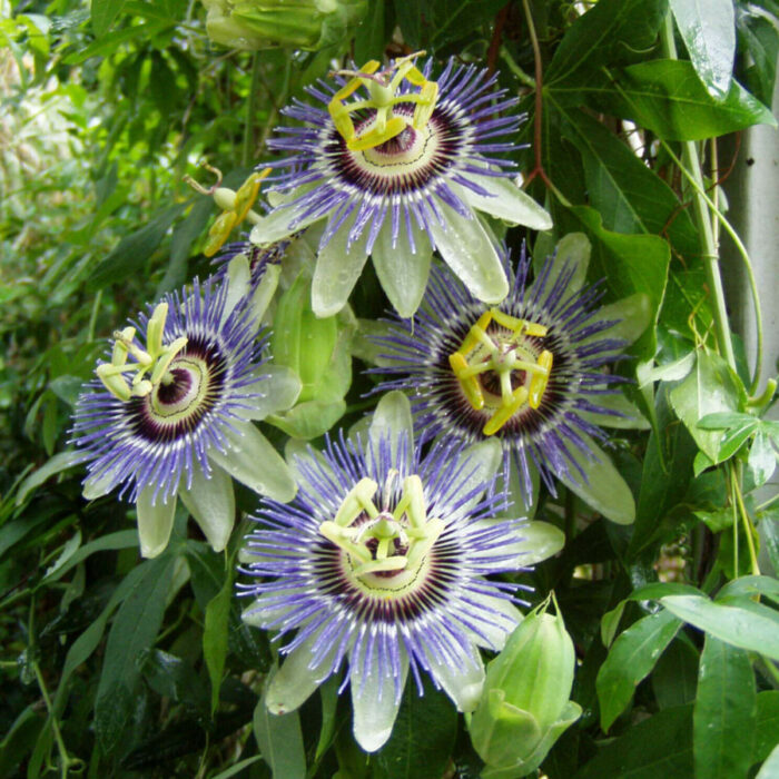 Passiflora "Anastasia" | Rasadnik Mihalek