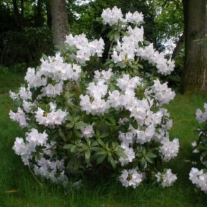 Rododendroni i azaleje | Rasadnik Mihalek