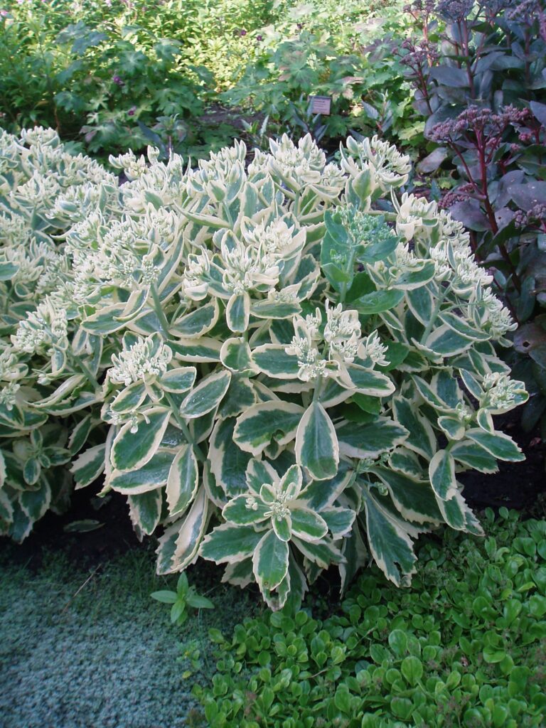 Sedum "Autumn Charm" | Rasadnik Mihalek