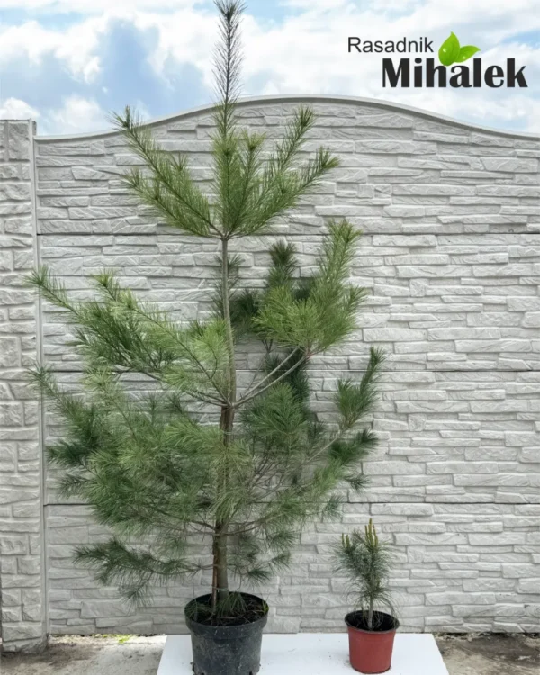 Pinus strobus - svileni bor | Rasadnik Mihalek