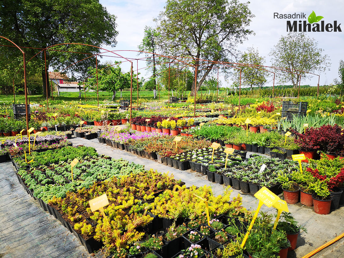 Rasadnik Mihalek – slike iz našeg rasadnika | Rasadnik Mihalek