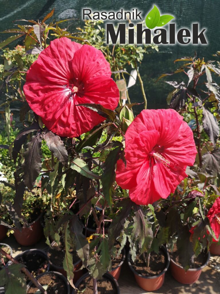Močvarni hibiskus crveni - "Red Wine" | Rasadnik Mihalek