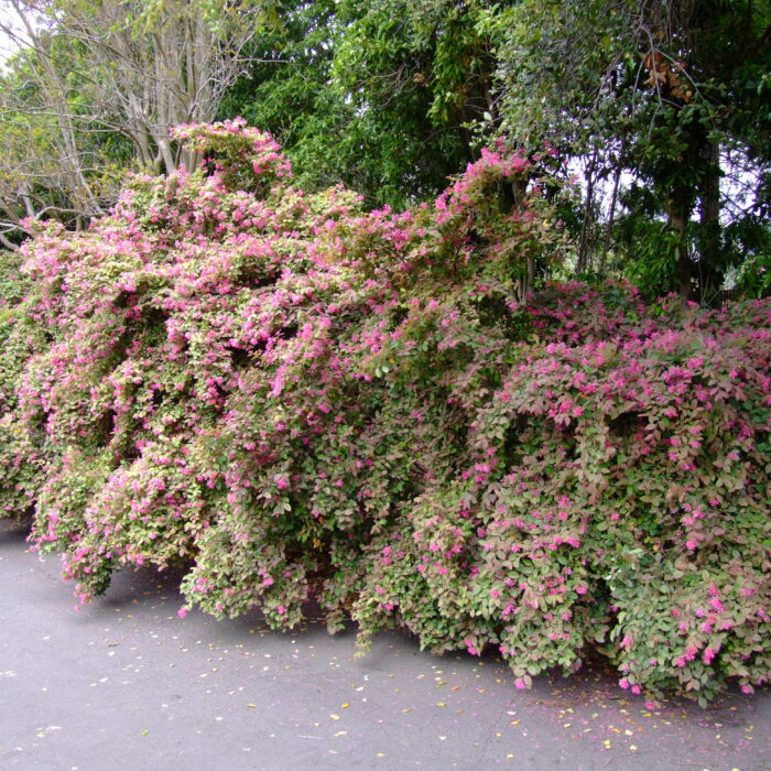 AKCIJA - prodaja sadnica | Rasadnik Mihalek
