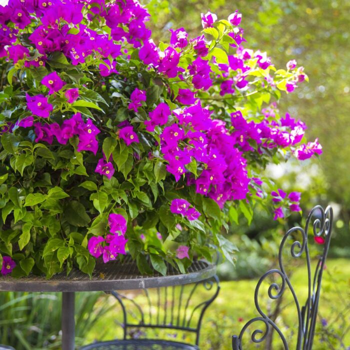 Rasadnik Mihalek | Prodaja sadnica i biljaka | Više od 1000 vrsta