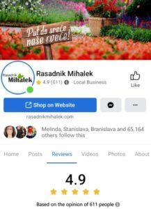 Albicija - kineska mimoza | Rasadnik Mihalek