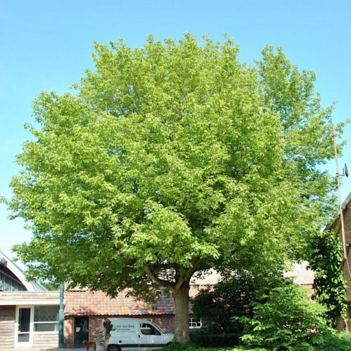 Acer negundo | Rasadnik Mihalek