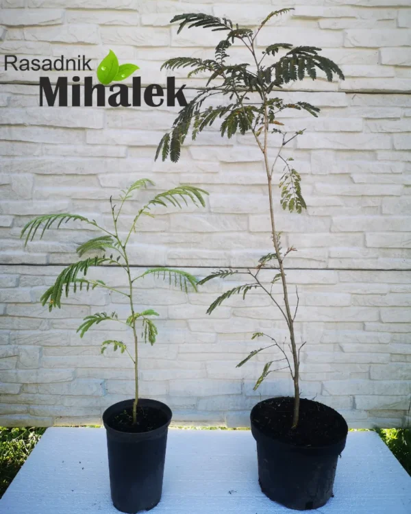 Albicija - kineska mimoza - Rasadnik Mihalek