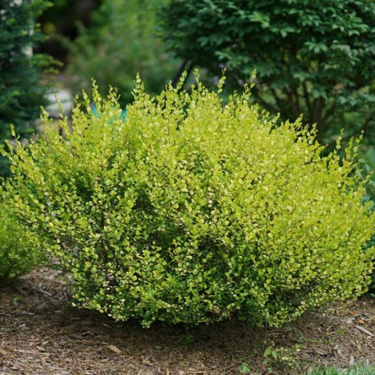 AKCIJA - prodaja sadnica | Rasadnik Mihalek