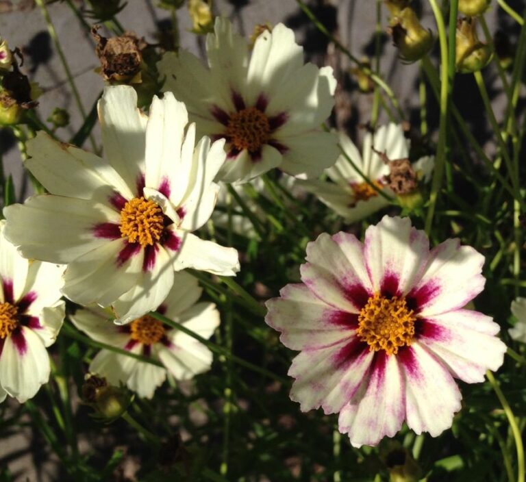 Coreopsis "Star Cluster" | Rasadnik Mihalek