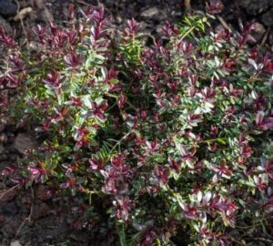 Hebe "Matty Brown" | Rasadnik Mihalek