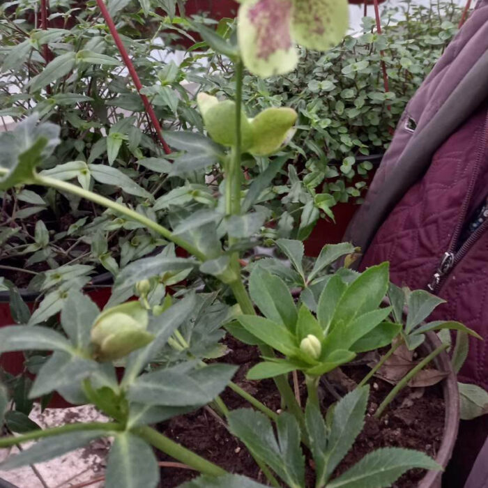 Helleborus niger - beli kukurek | Rasadnik Mihalek