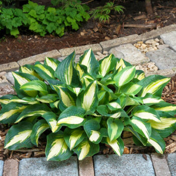 Hosta "Chain Lightning" | Rasadnik Mihalek