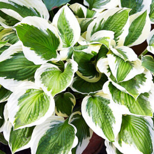 Hosta "Silk Road" | Rasadnik Mihalek