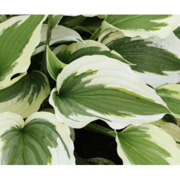 Hosta "Silk Road" | Rasadnik Mihalek