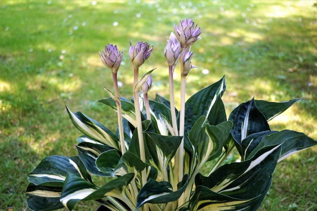 Hosta "Sting" | Rasadnik Mihalek