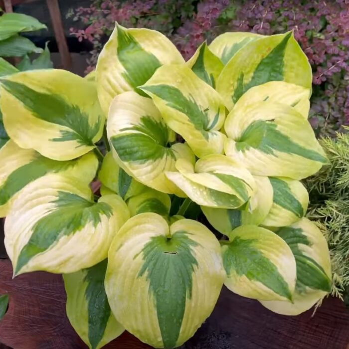 Hosta "Silk Road" | Rasadnik Mihalek