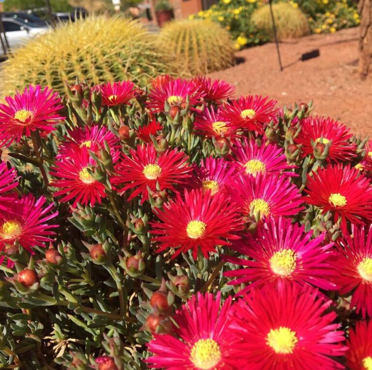 Lampranthus coccineus | Rasadnik Mihalek