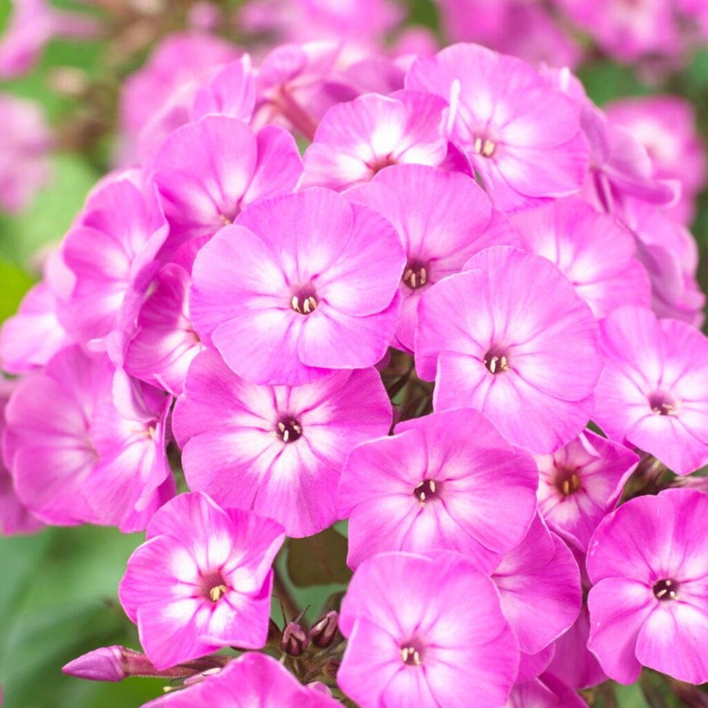 Flox paniculata famous "Light Purple" | Rasadnik Mihalek