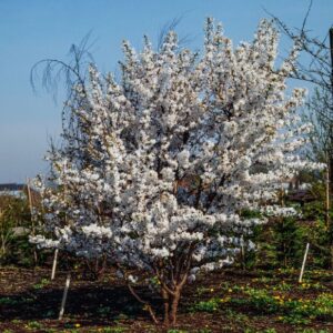 Prunus niponica "Brilliant" | Rasadnik Mihalek