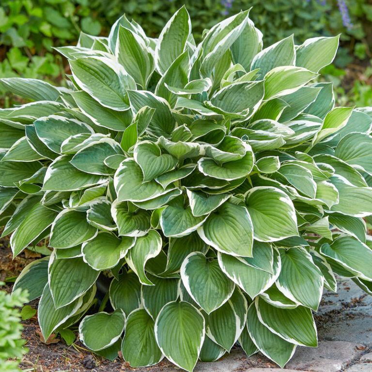 Hosta "Francee" | Rasadnik Mihalek