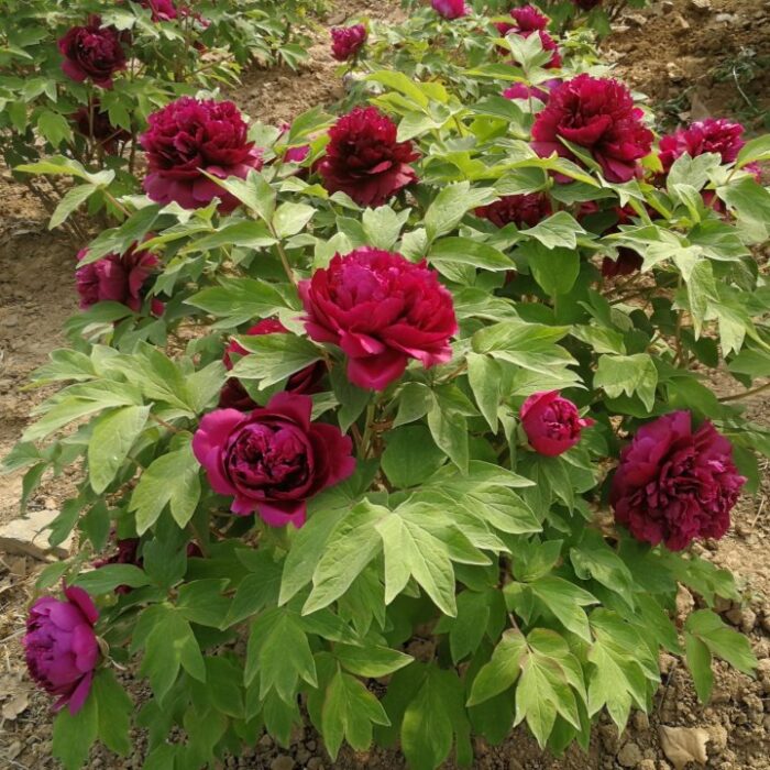 Paeonia "Mo Run Jue Lun" | Rasadnik Mihalek